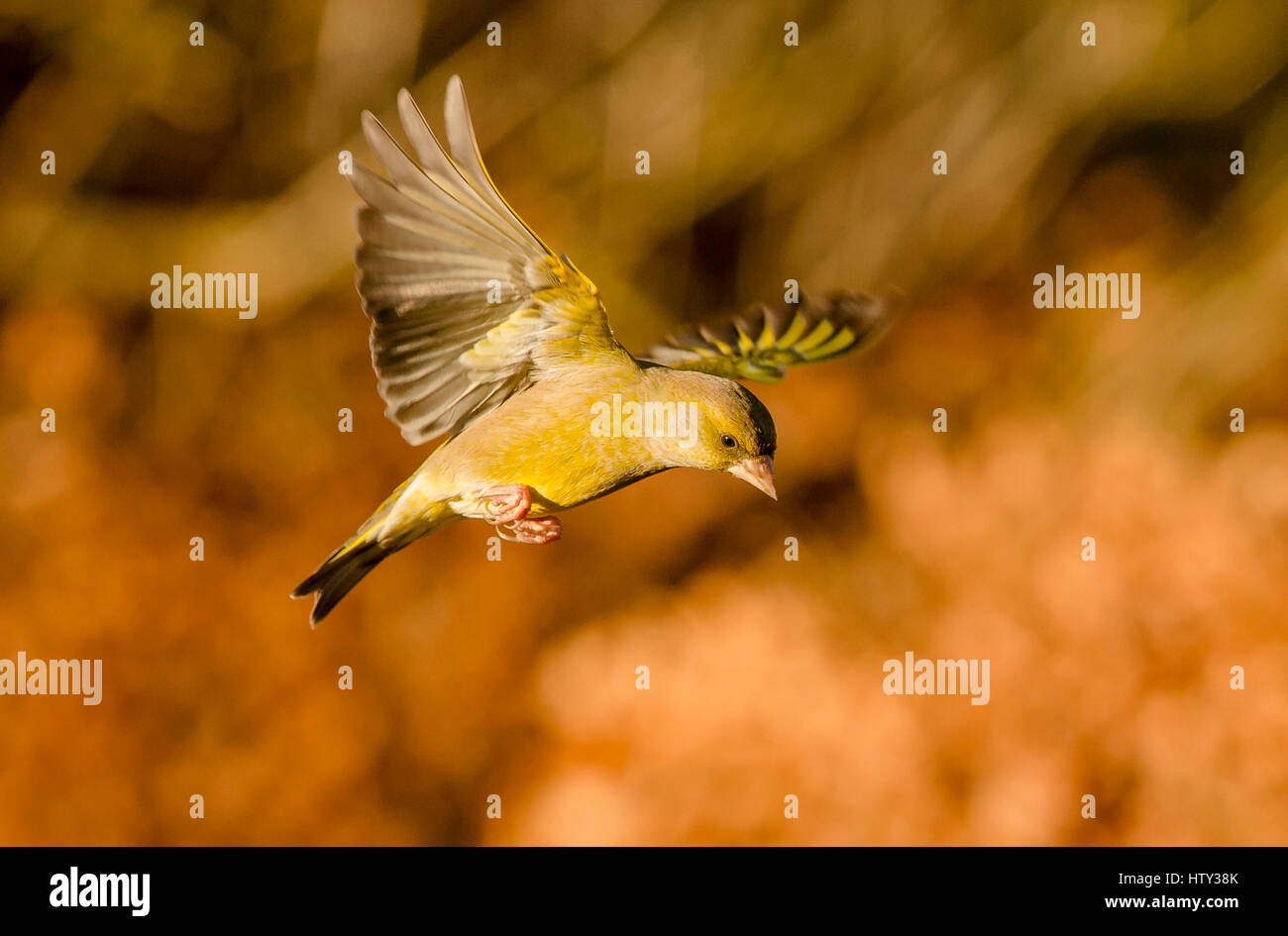 Greenfinch in flight Stock Photo - Alamy