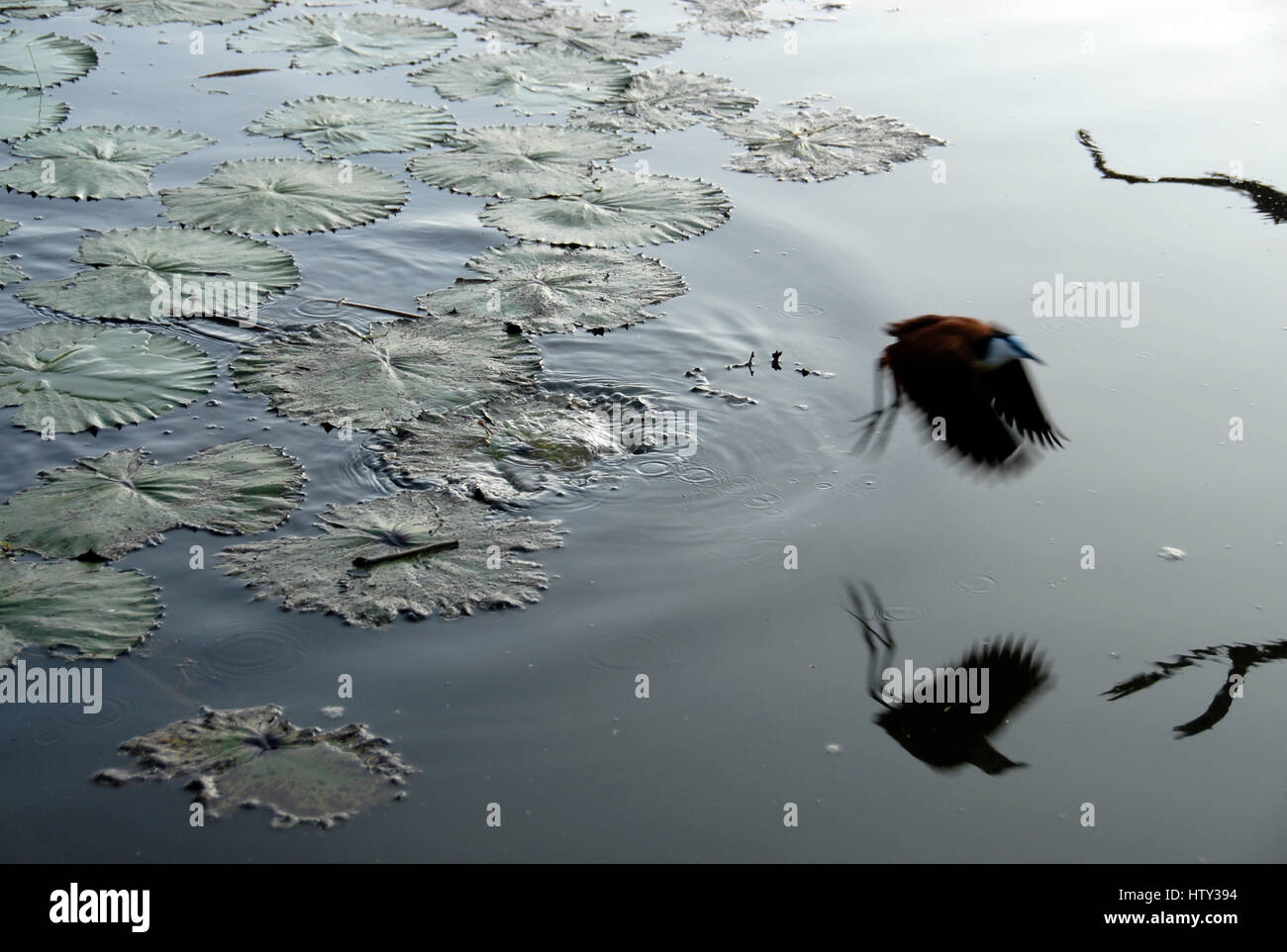 African Jacana flying, Kruger National Park, South Africa Stock Photo ...