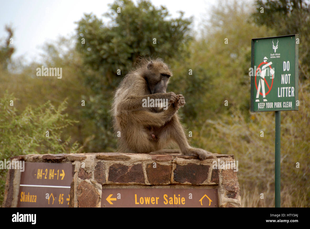 Baboon sign hi-res stock photography and images - Alamy