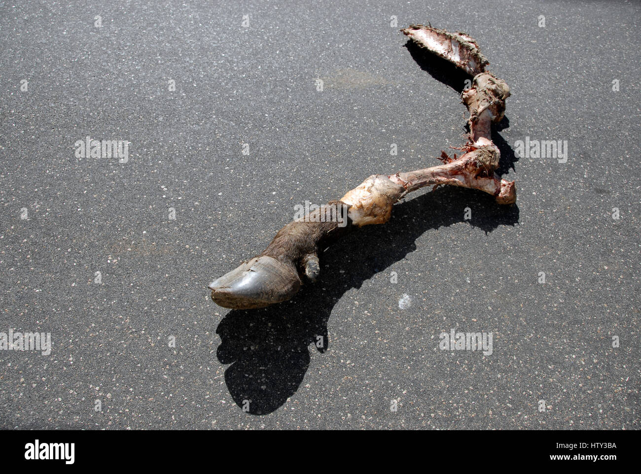 Cape Buffalo leg in road, Kruger National Park, South Africa Stock ...