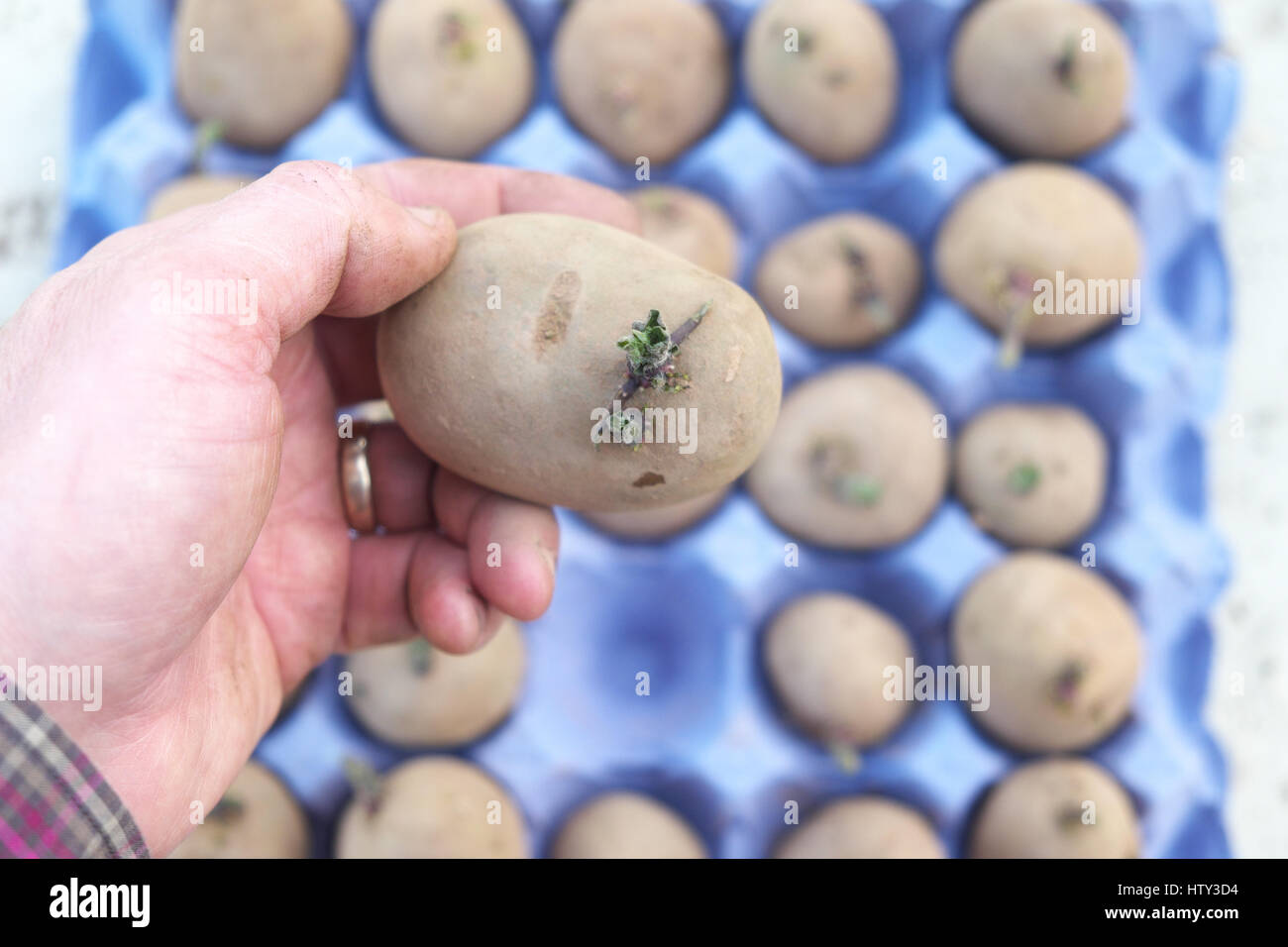 Winston potato hi-res stock photography and images - Alamy