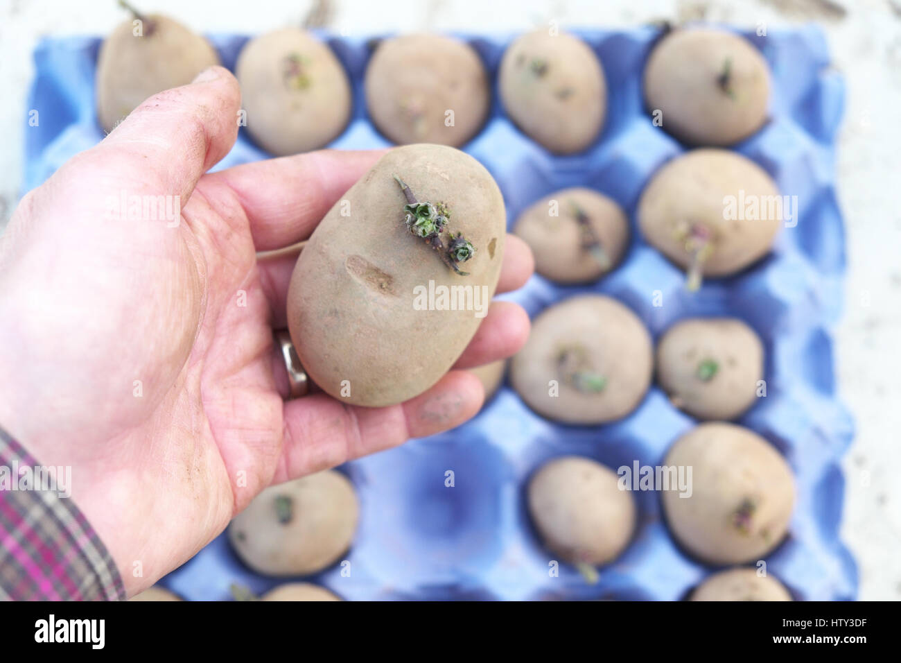 Seed potatoes chitting potatoes variety Winston in an egg tray box by ...