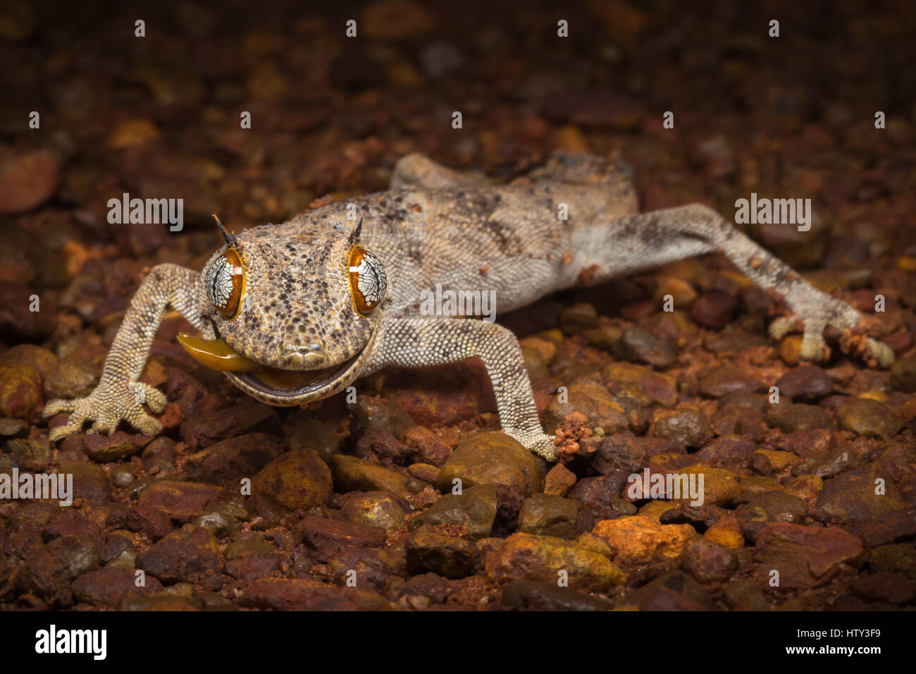 Spiny tailed gecko hi-res stock photography and images - Alamy