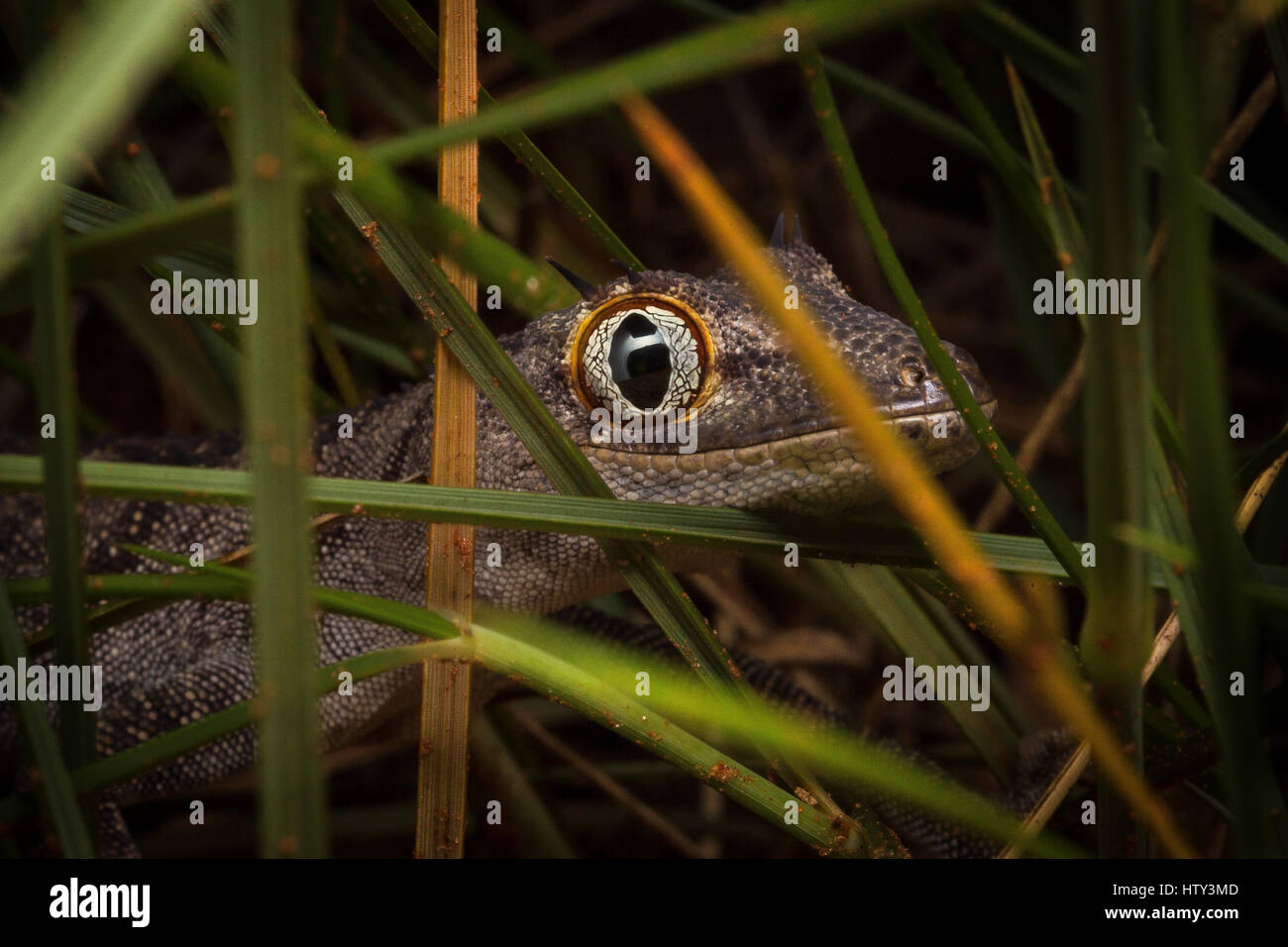 Northern Spiny-tailed Gecko (Strophurus ciliaris Stock Photo - Alamy