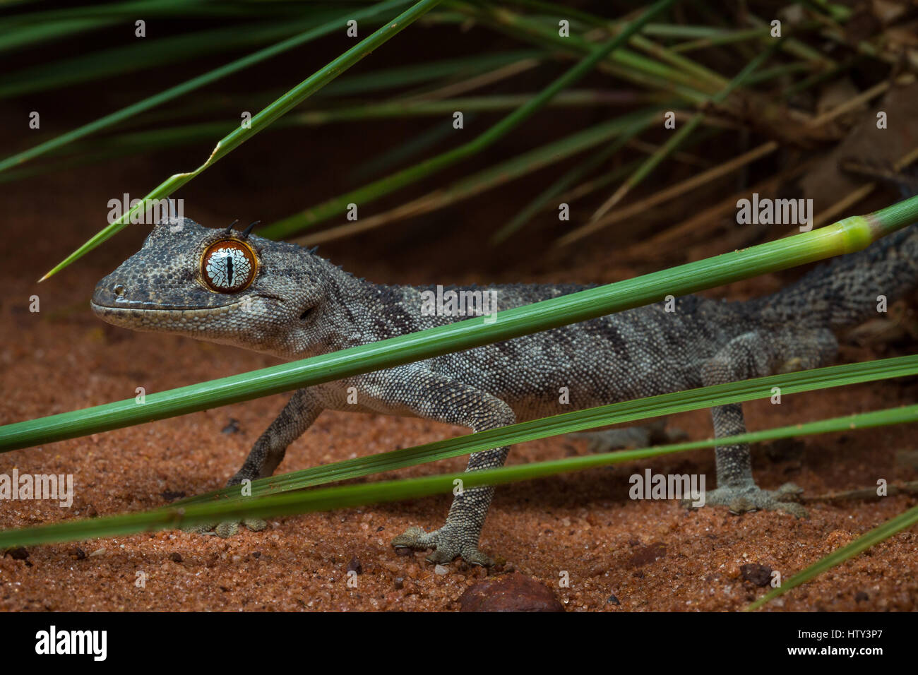 Northern Spiny-tailed Gecko (Strophurus ciliaris Stock Photo - Alamy