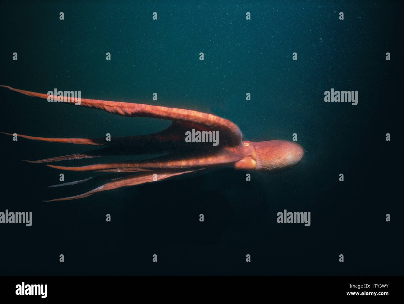 Giant Pacific Octopus (Octopus dofleini), British Columbia (Canada ...