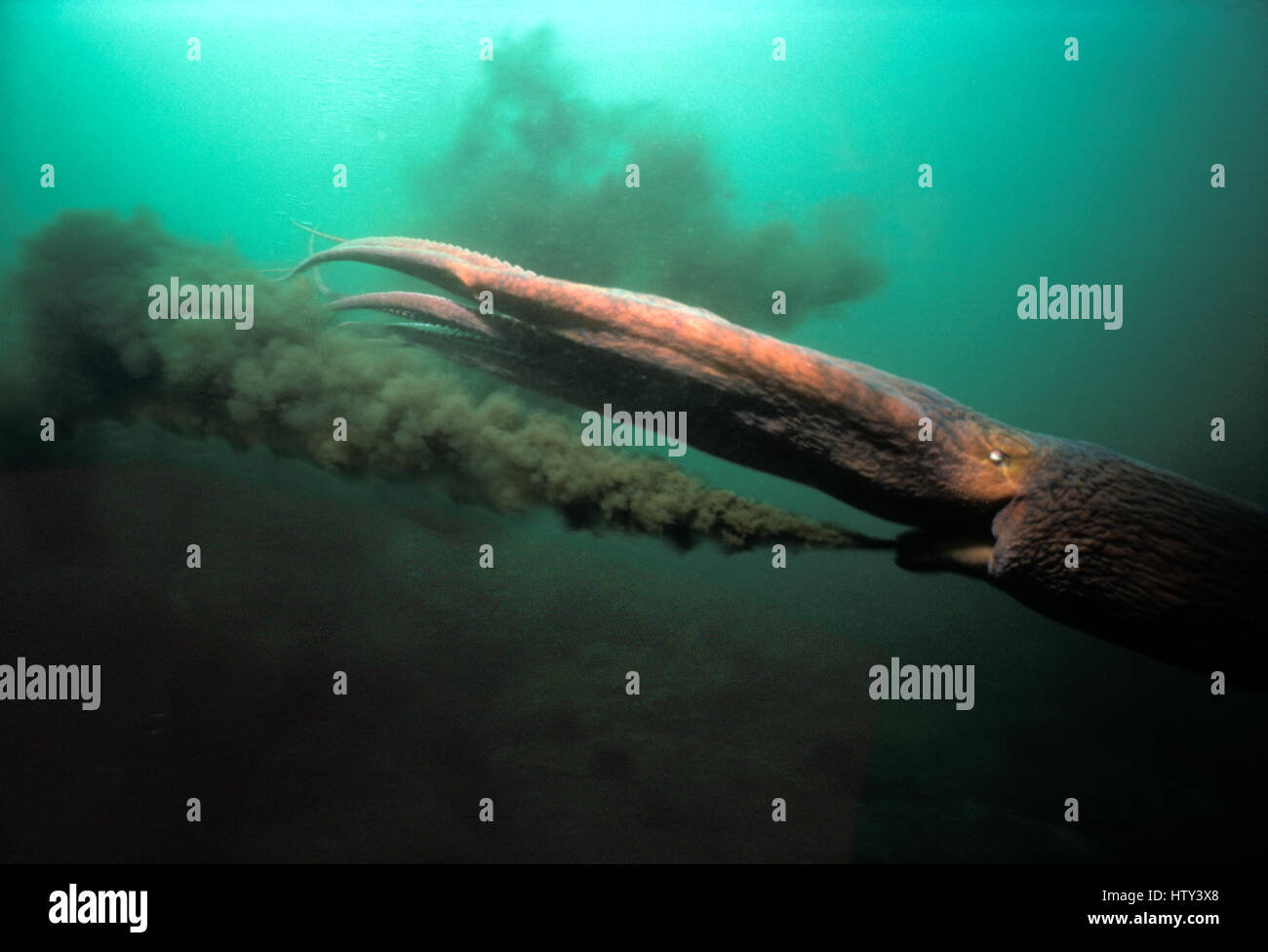 The northern giant pacific octopus hi-res stock photography and images ...