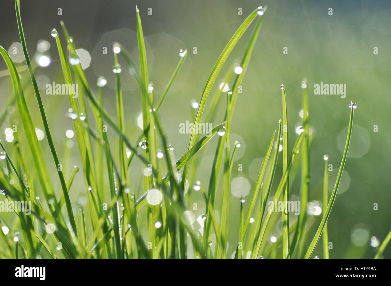 Drop on grass hi-res stock photography and images - Alamy