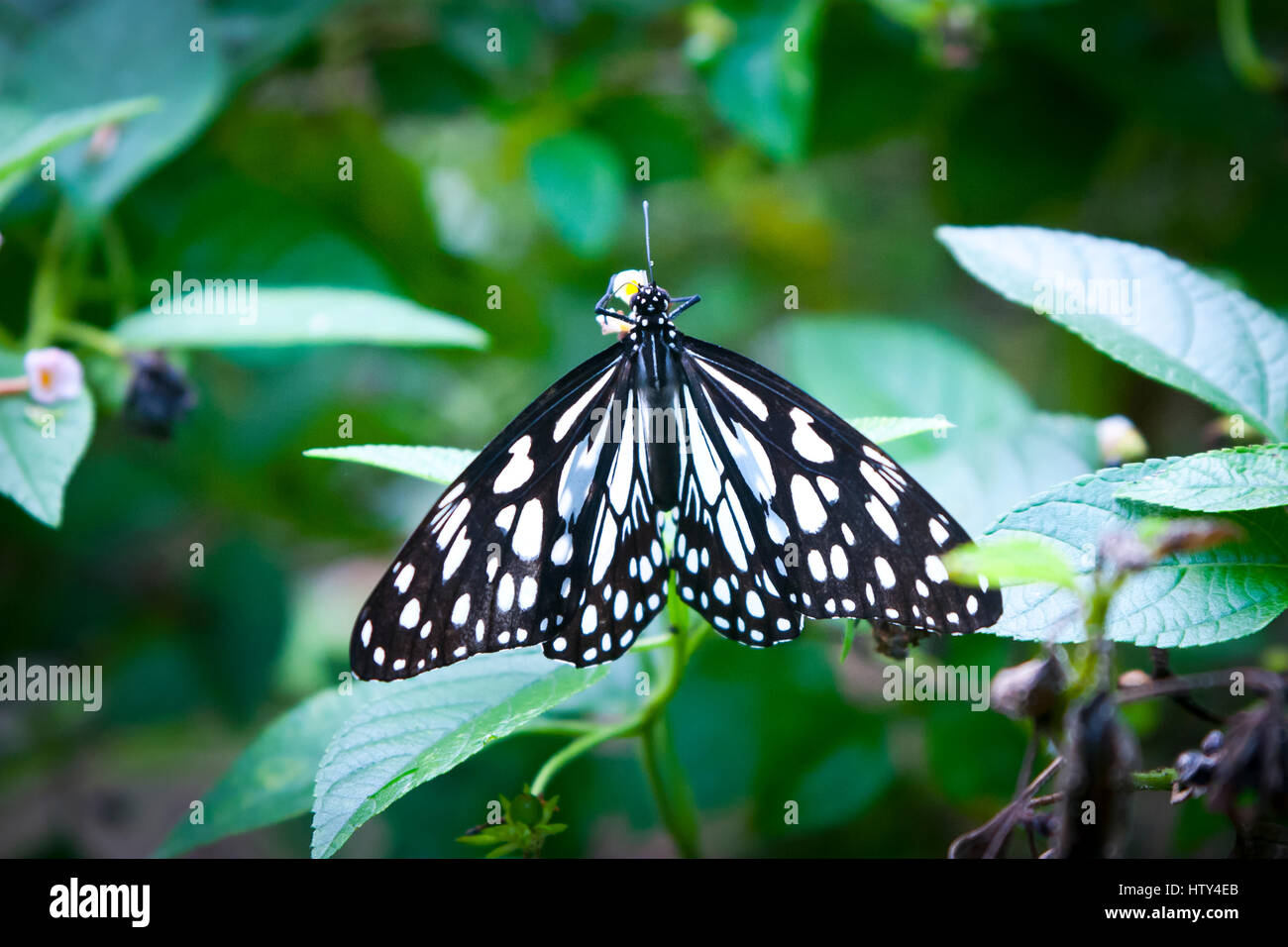 Glassy tiger butterfly (Parantica aglea melanoides Stock Photo - Alamy