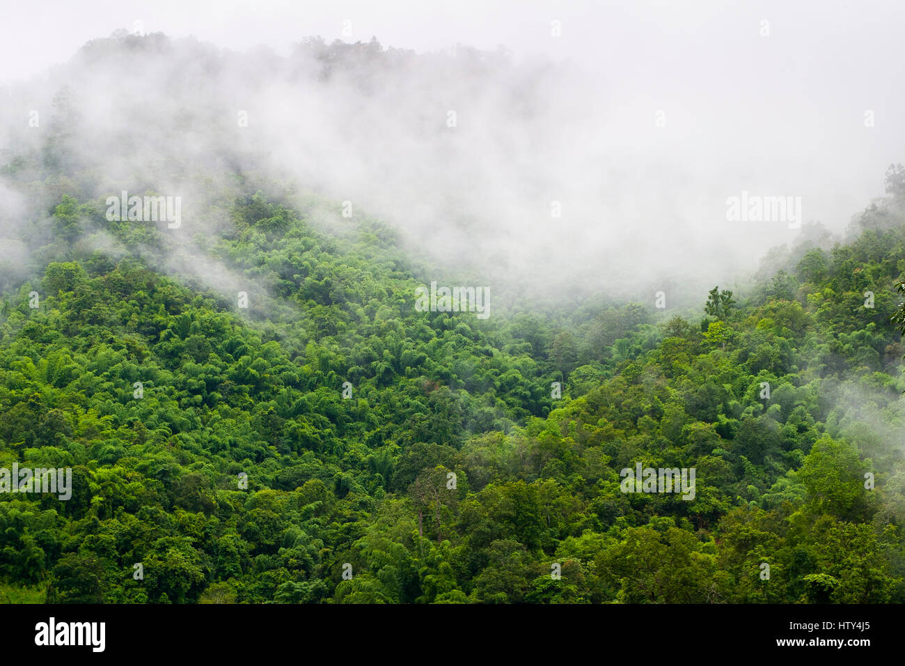 Jungle and mist Stock Photo - Alamy