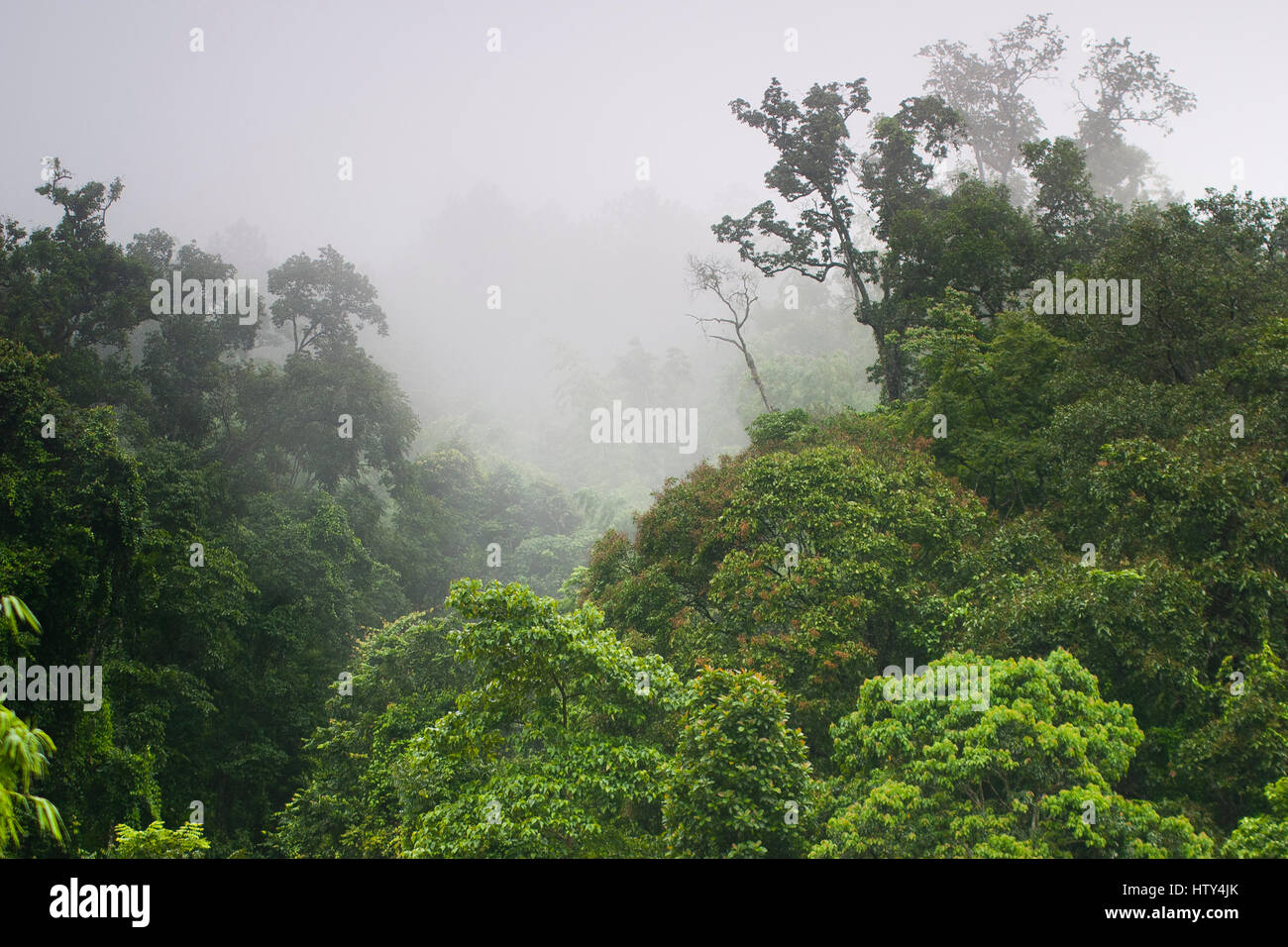 Jungle and mist Stock Photo - Alamy