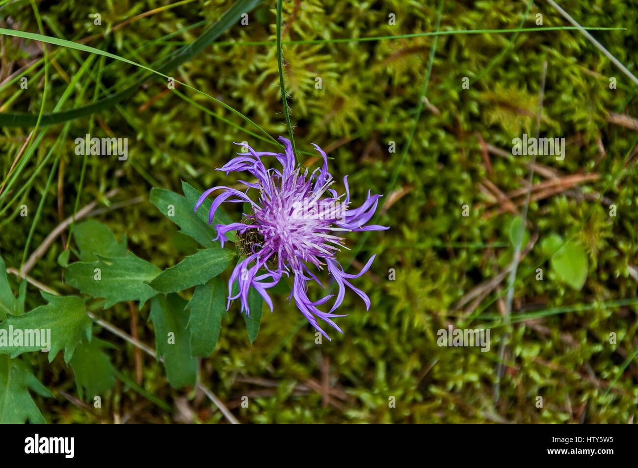 Wild Greater Knapweed Flower or Centaurea scabiosa blossom in Rila ...