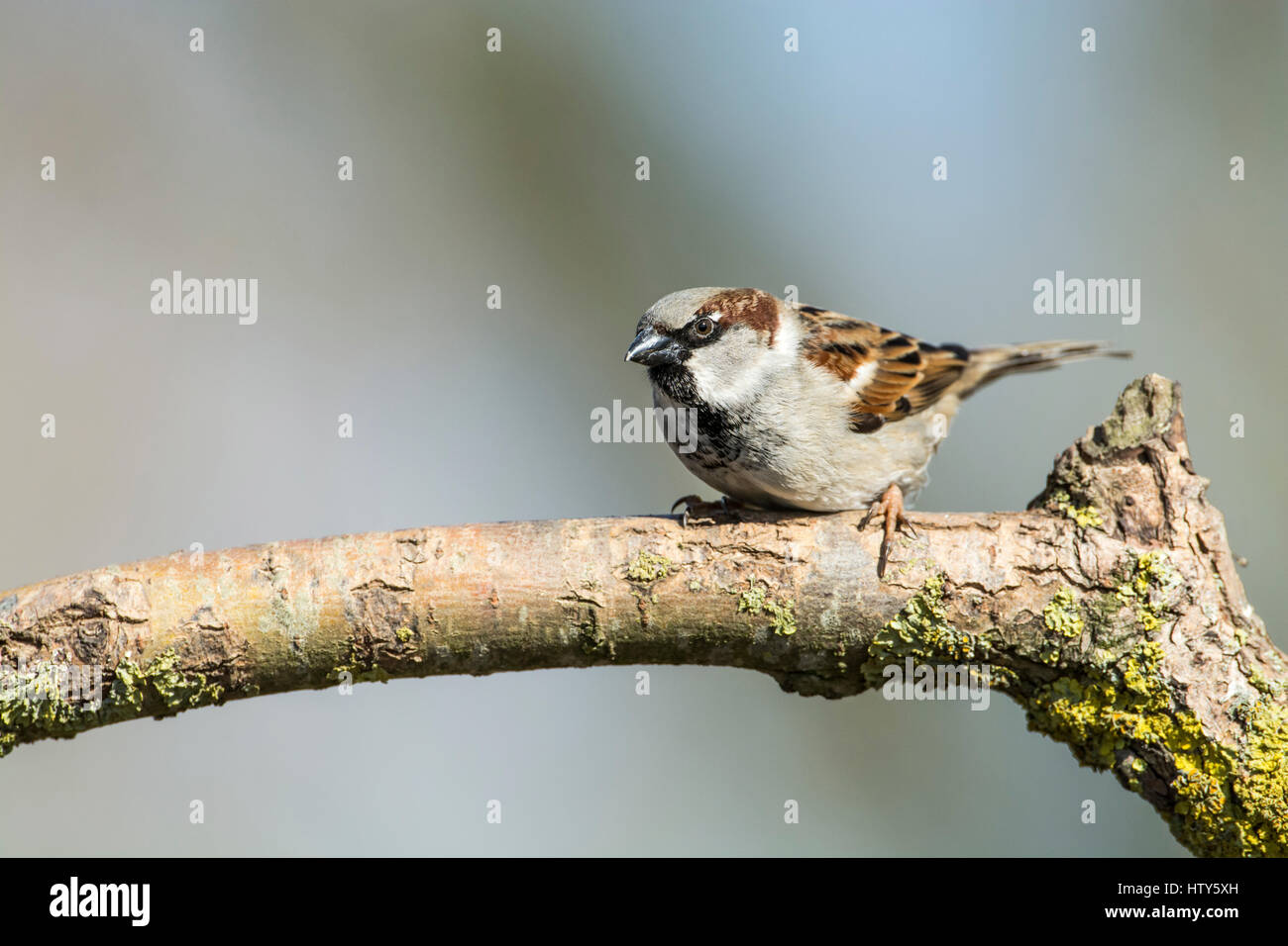 Asian sparrow hi-res stock photography and images - Alamy