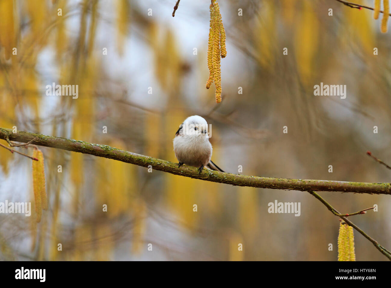 cute fluffy bird in spring forest,wild birds, wild birds, the little ...
