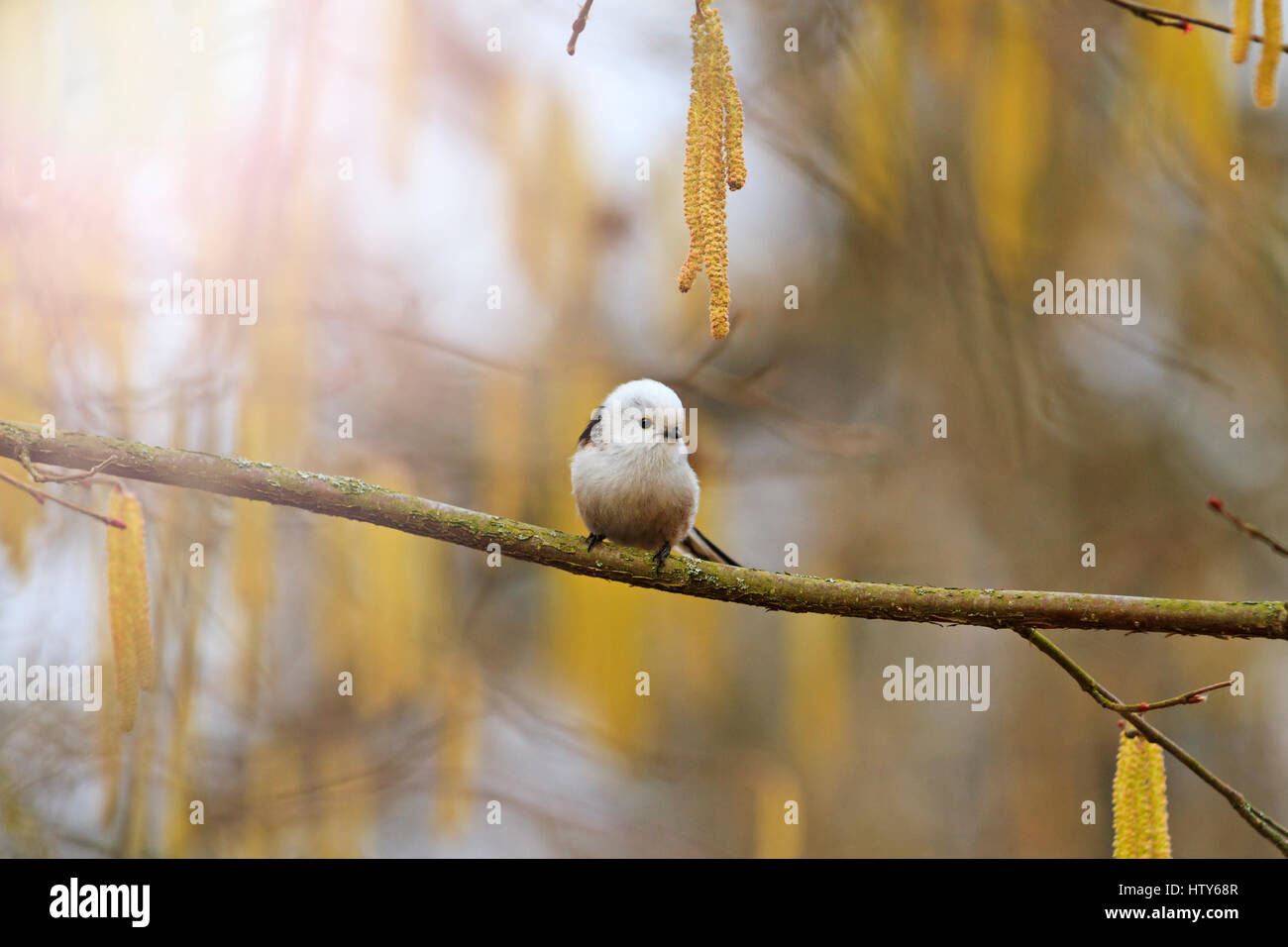 cute fluffy bird in spring forest with sunny hotspot,wild birds, wild ...