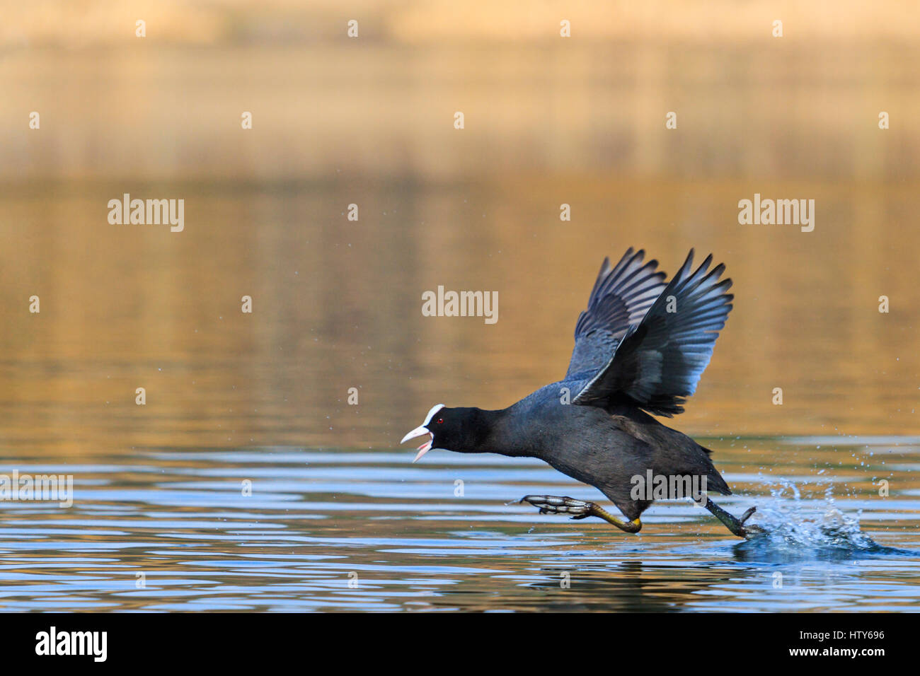 coot with outstretched wings runs on water,black bird, spring dance ...