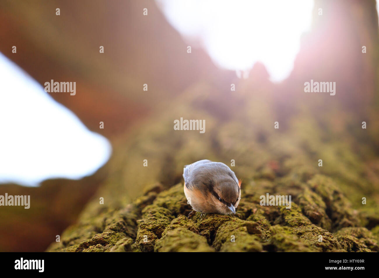 forest bird on the trunk of an oak in the cortex looking for food,wild ...