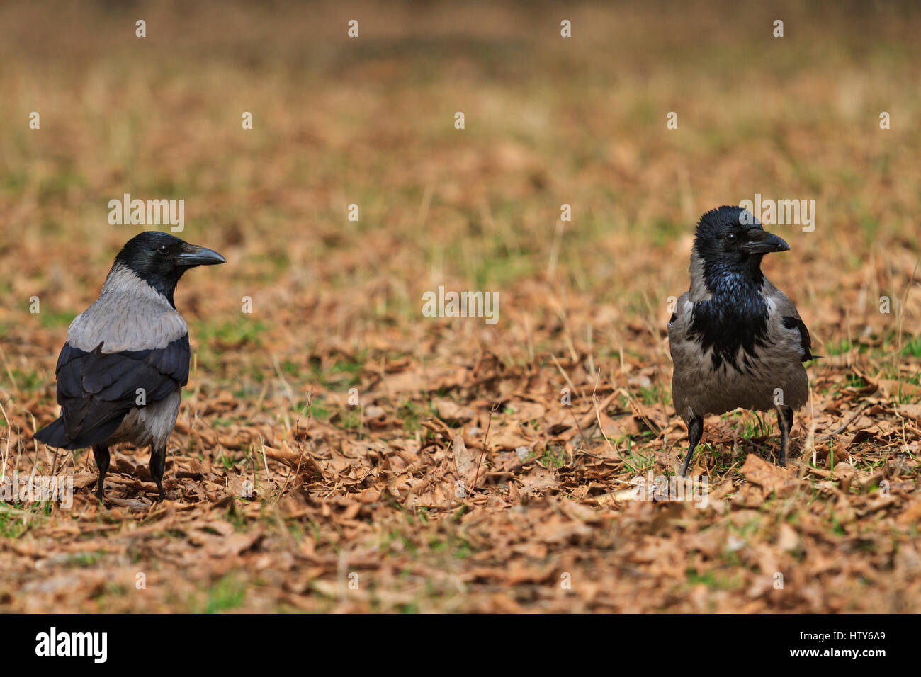 Raven black bird among leaves hi-res stock photography and images - Alamy