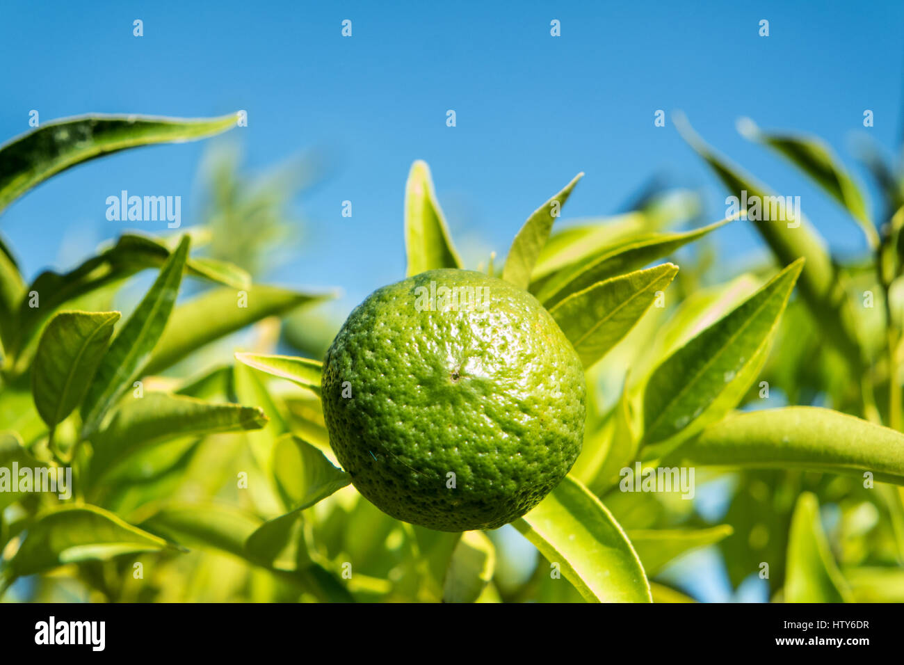 Mandarin on tree in hi-res stock photography and images - Alamy