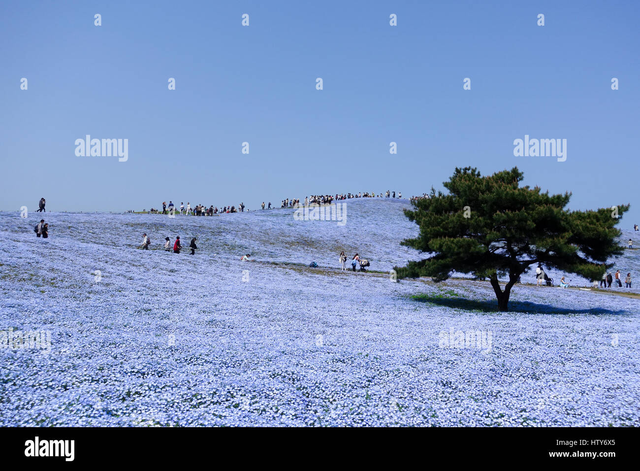 Hitachi seaside park and japan hi-res stock photography and images - Alamy