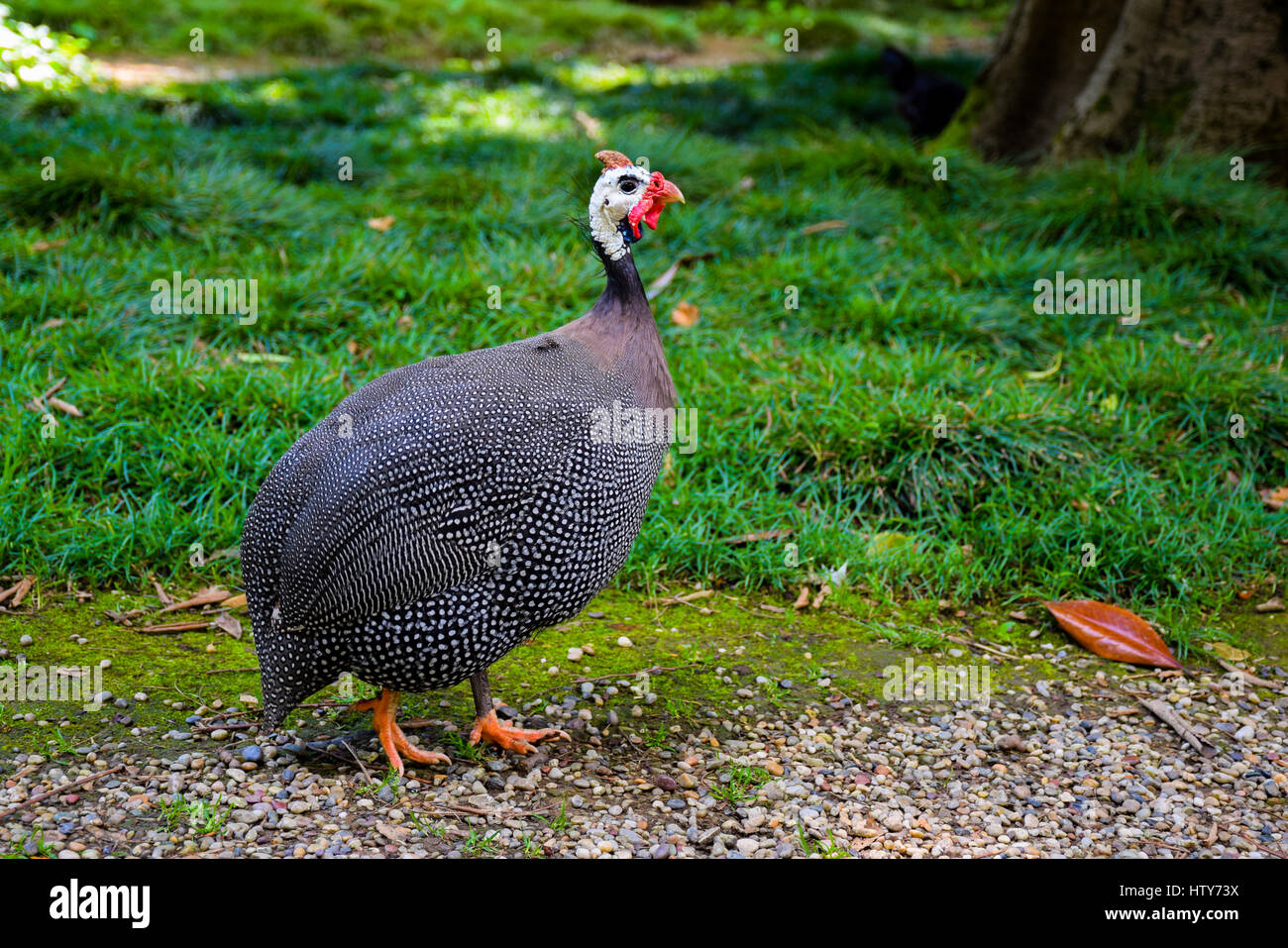 Portrait Turkey on a farm with meadow background Stock Photo - Alamy