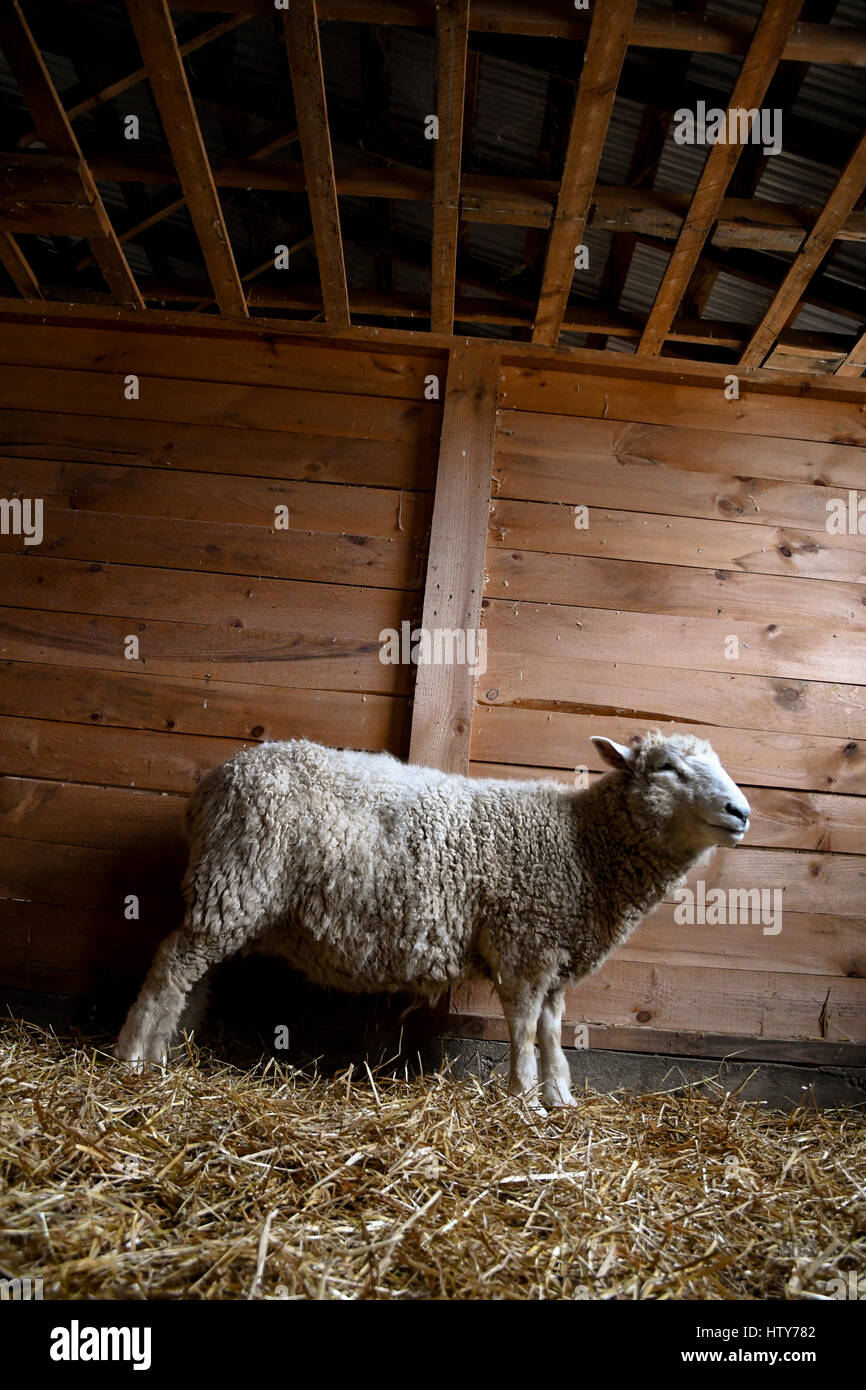 Female sheep hi-res stock photography and images - Alamy