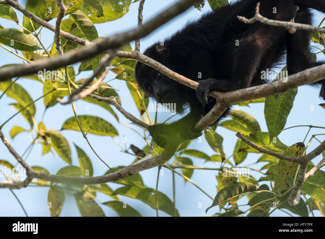 A male Yucatan Howler Monkey in a tree Stock Photo - Alamy