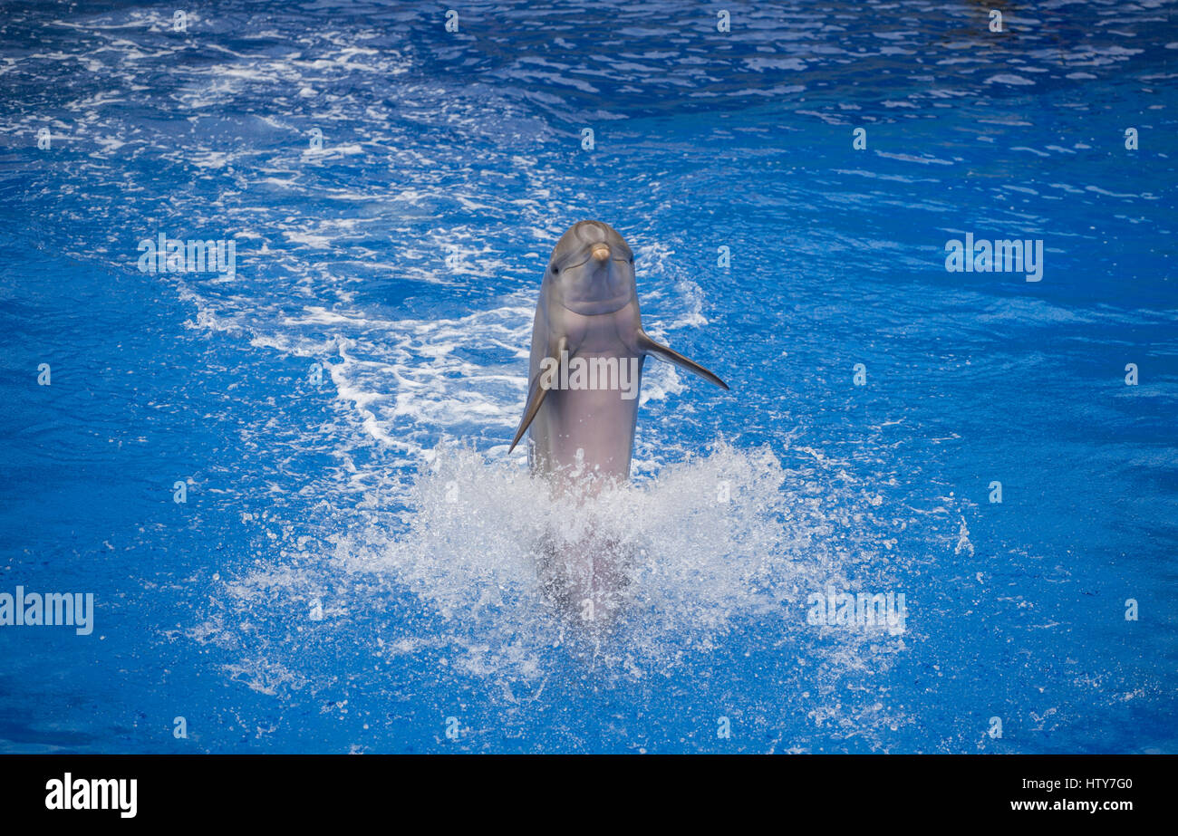 Dolphin performance in Palmitos Park, Gran Canaria Stock Photo - Alamy