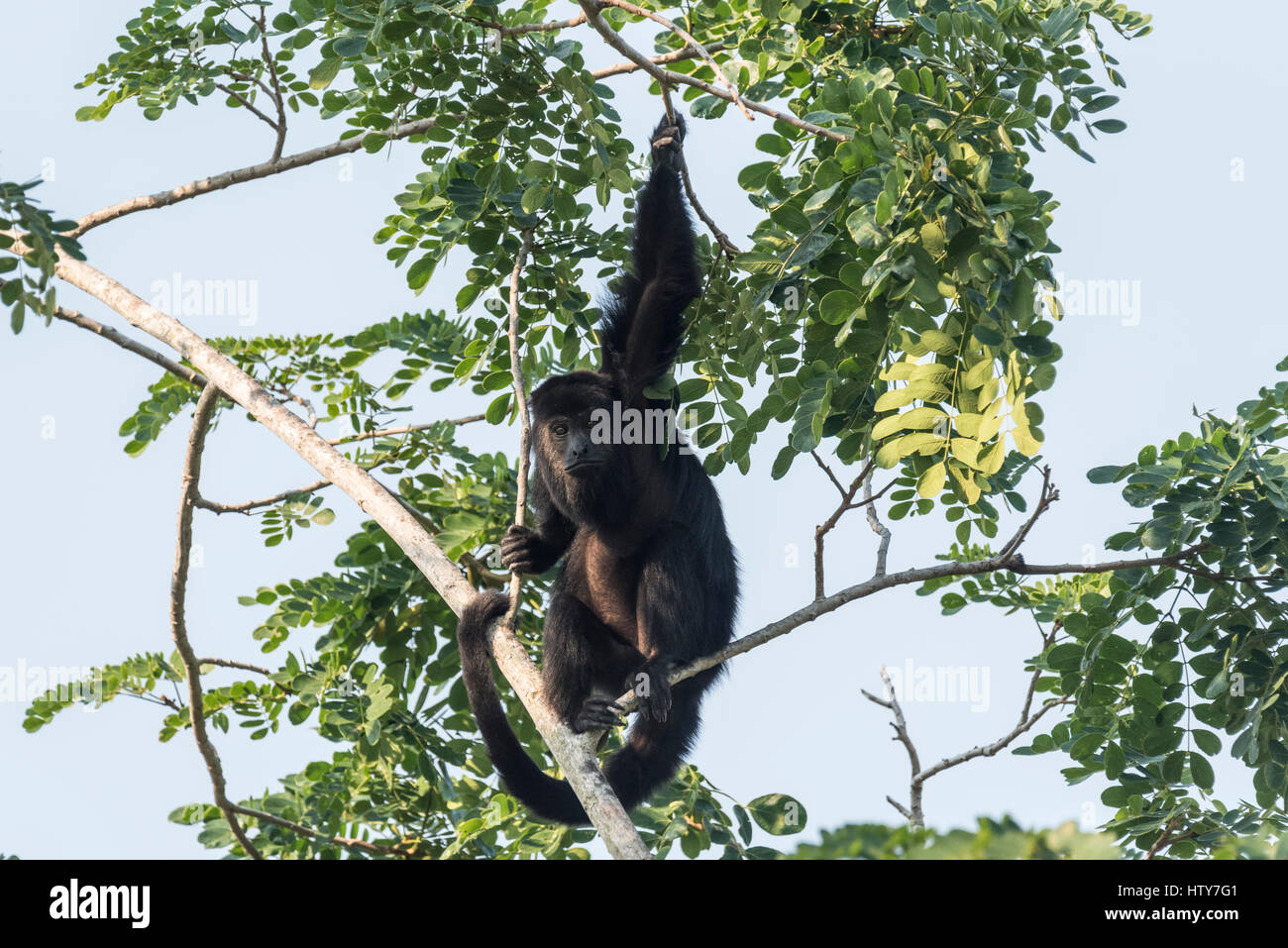 A male Yucatan Howler Monkey in a tree in Chiapas State, Mexico Stock ...