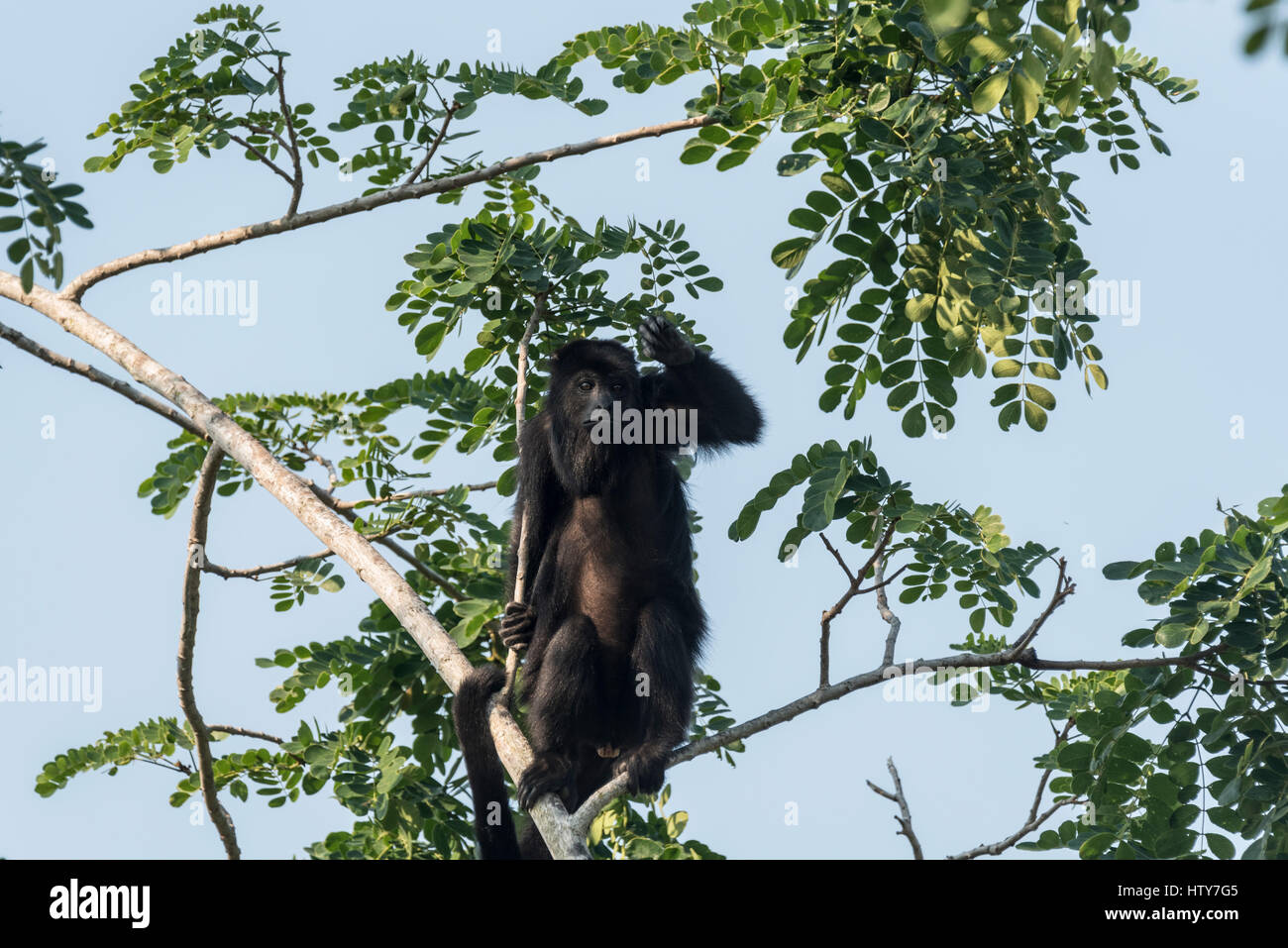 A male Yucatan Howler Monkey in a tree in Chiapas State, Mexico Stock ...