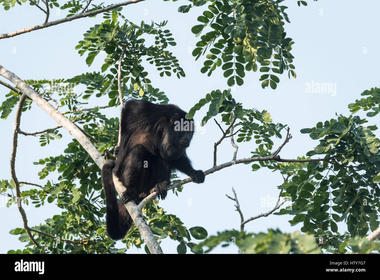 A male Yucatan Howler Monkey in a tree in Chiapas State, Mexico Stock ...