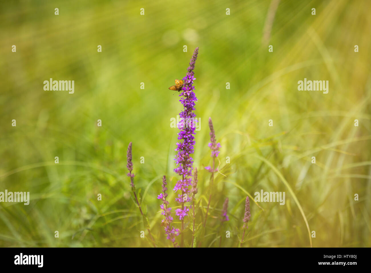Spring flower and the sun hi-res stock photography and images - Alamy