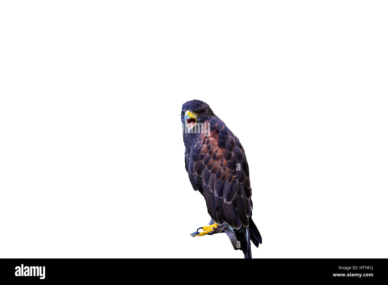 Display of forces Cut Out Stock Images & Pictures - Alamy