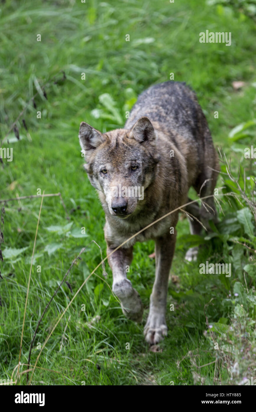Wolf in forest Stock Photo - Alamy