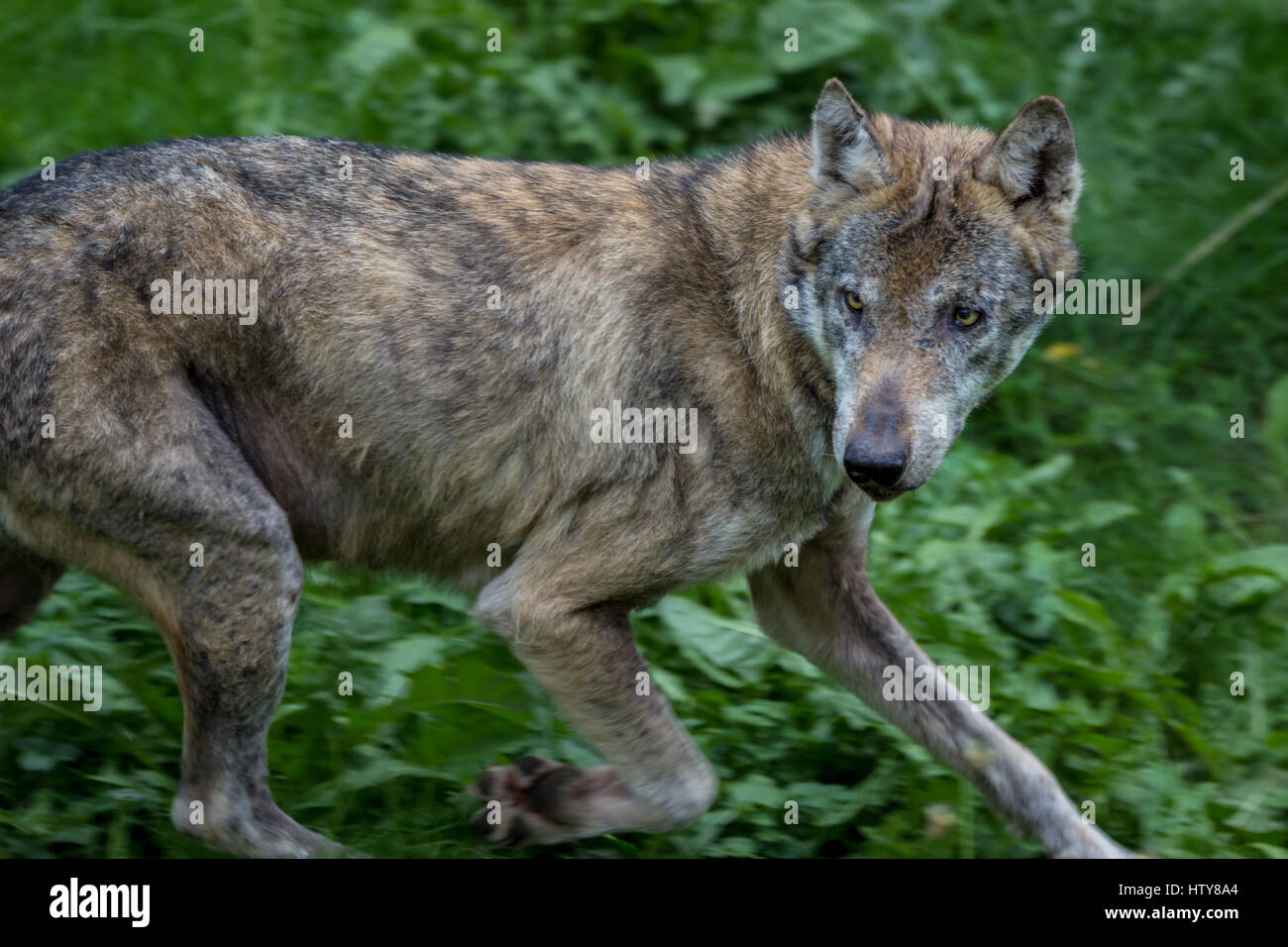 Wolf in forest Stock Photo - Alamy