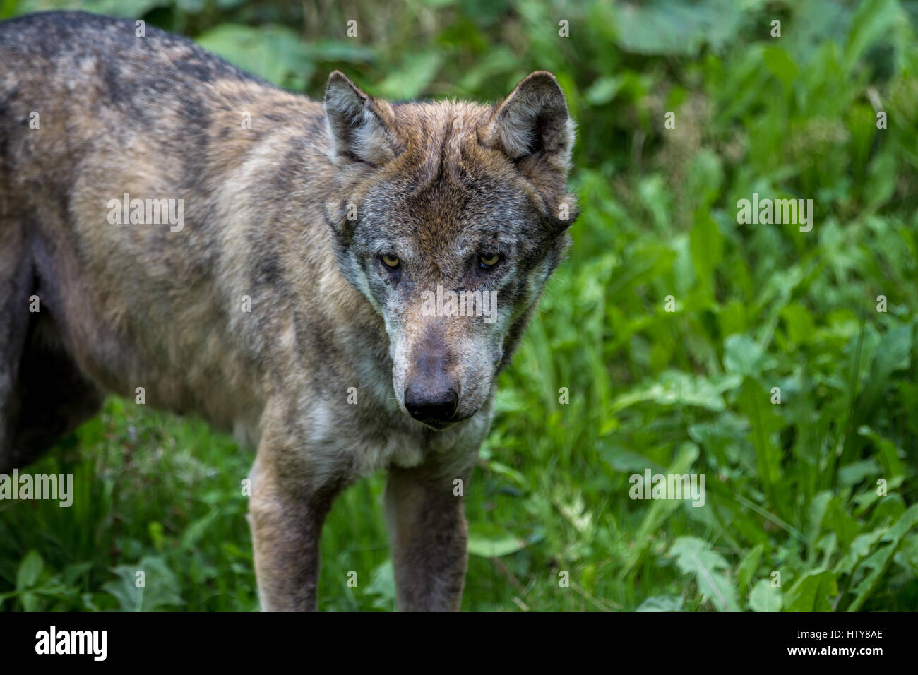 Wolf in forest Stock Photo - Alamy