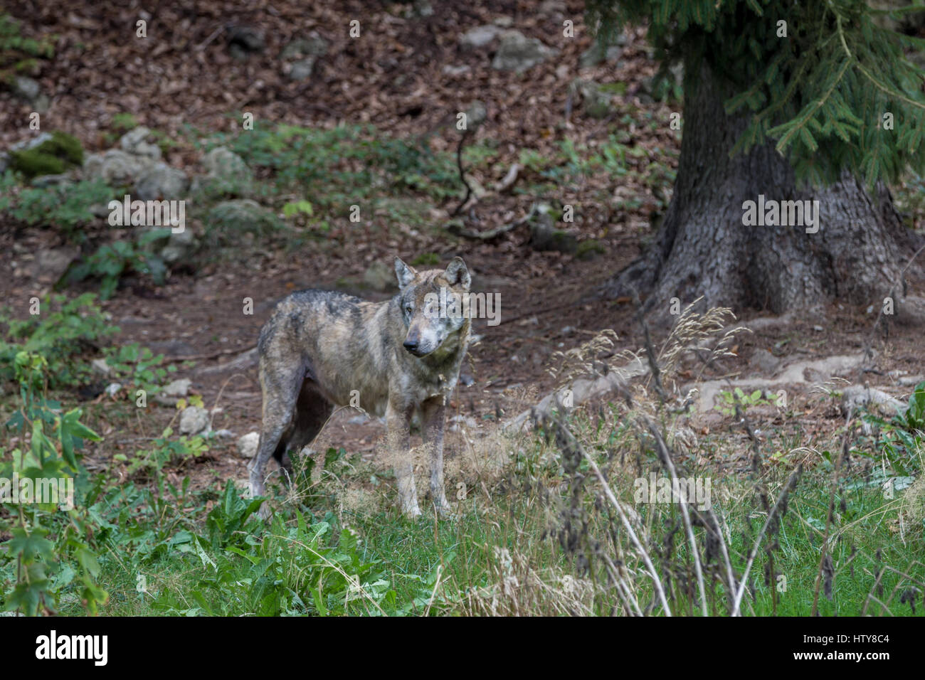 Wolf in forest Stock Photo - Alamy