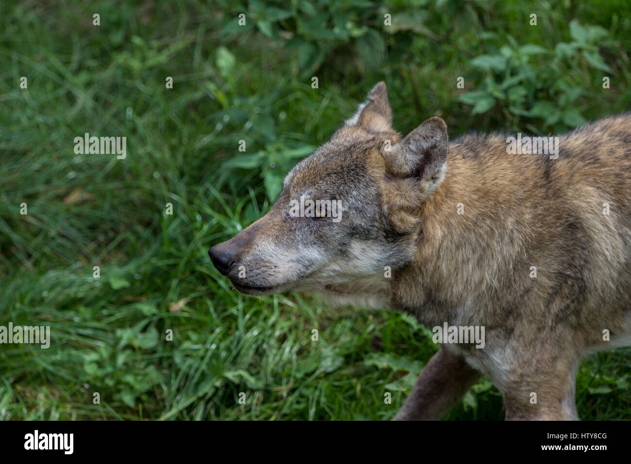 Wolf in forest hi-res stock photography and images - Alamy