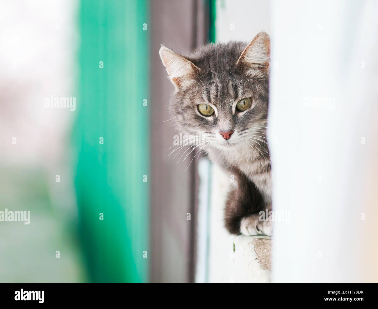 Cat peeking around corner hi-res stock photography and images - Alamy