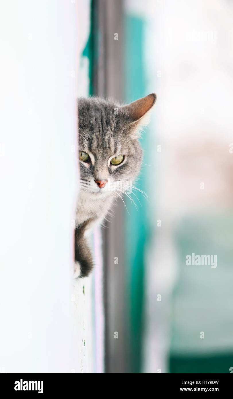 Domestic cat peeking around corner hi-res stock photography and images ...