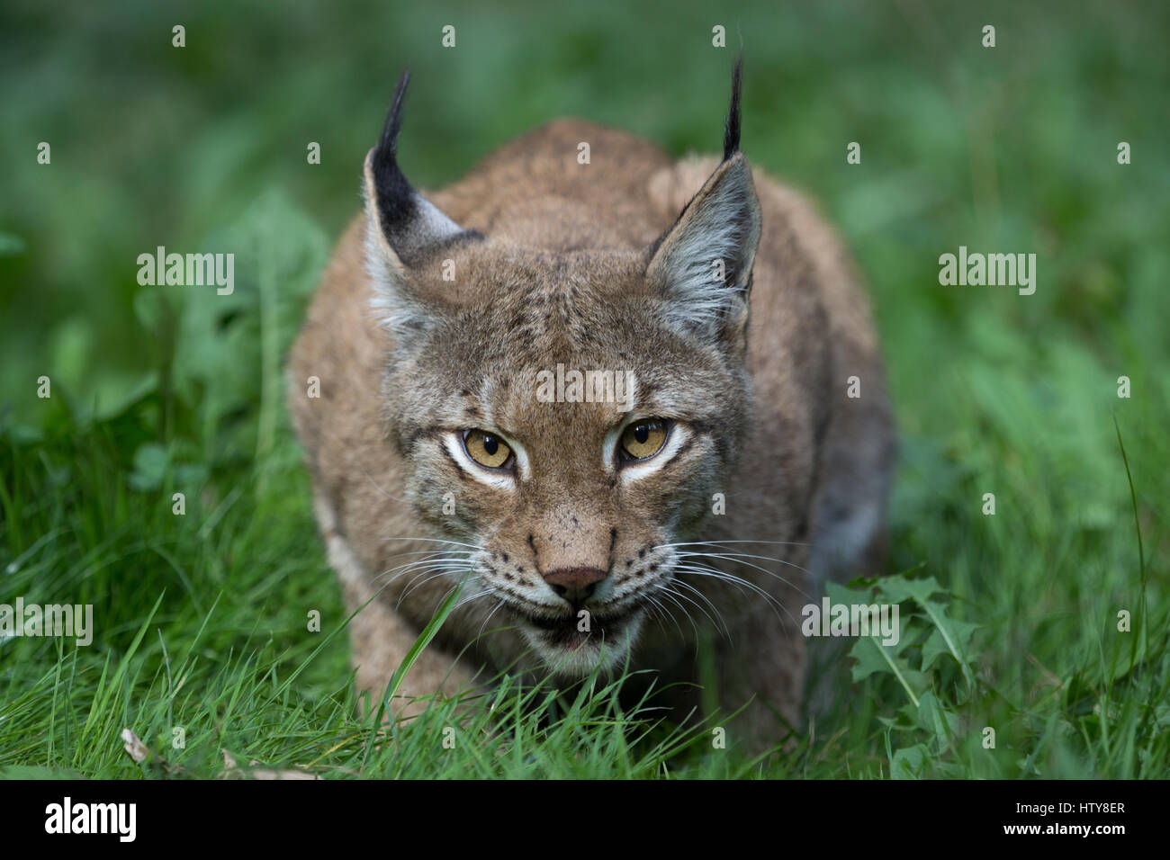 Eurasian lynx paw hi-res stock photography and images - Alamy