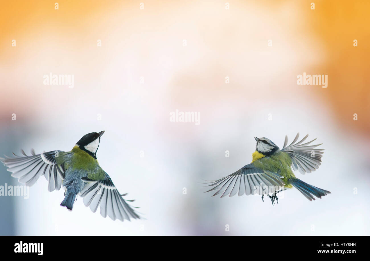 Titmouses hi-res stock photography and images - Alamy