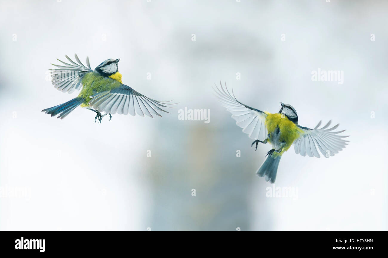 Titmouses bird hi-res stock photography and images - Alamy