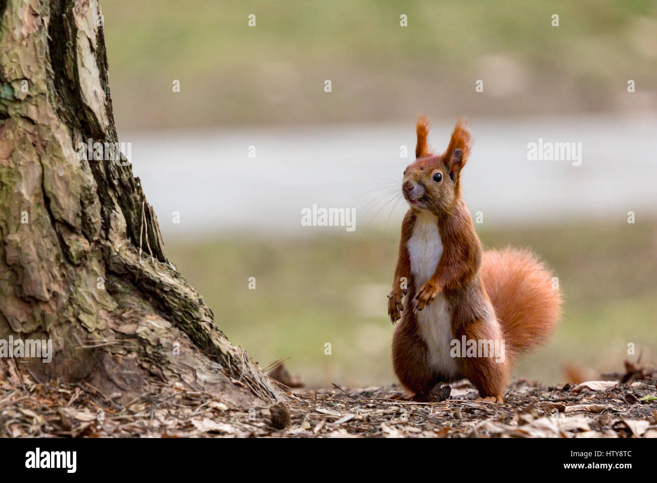 Spring season funny hi-res stock photography and images - Alamy