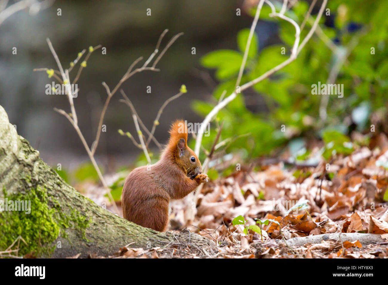 Squirrel in spring season Stock Photo - Alamy
