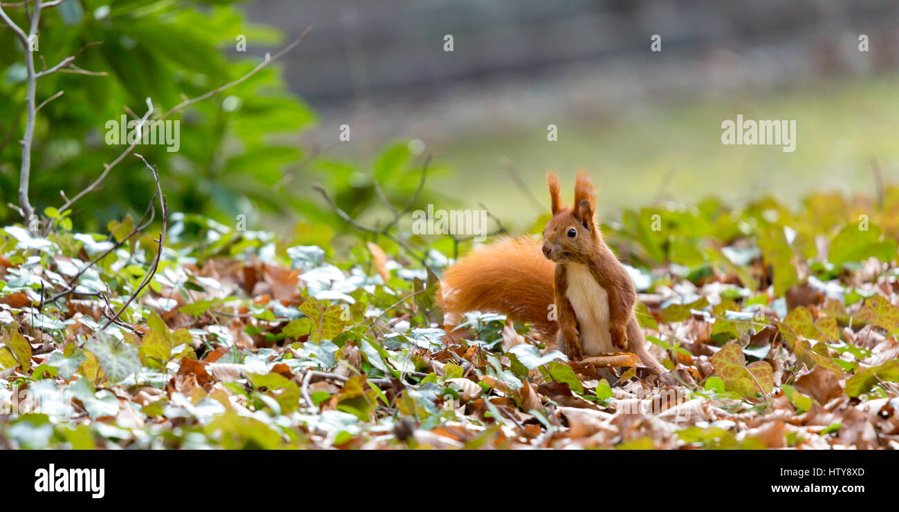 Spring season funny hi-res stock photography and images - Alamy