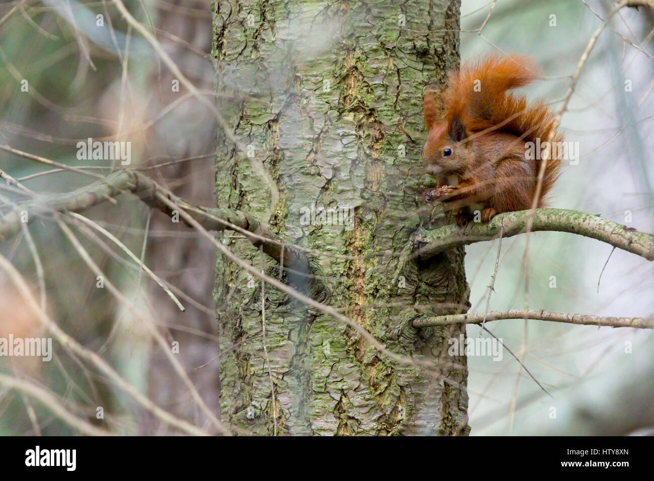 Squirrel in spring season Stock Photo - Alamy