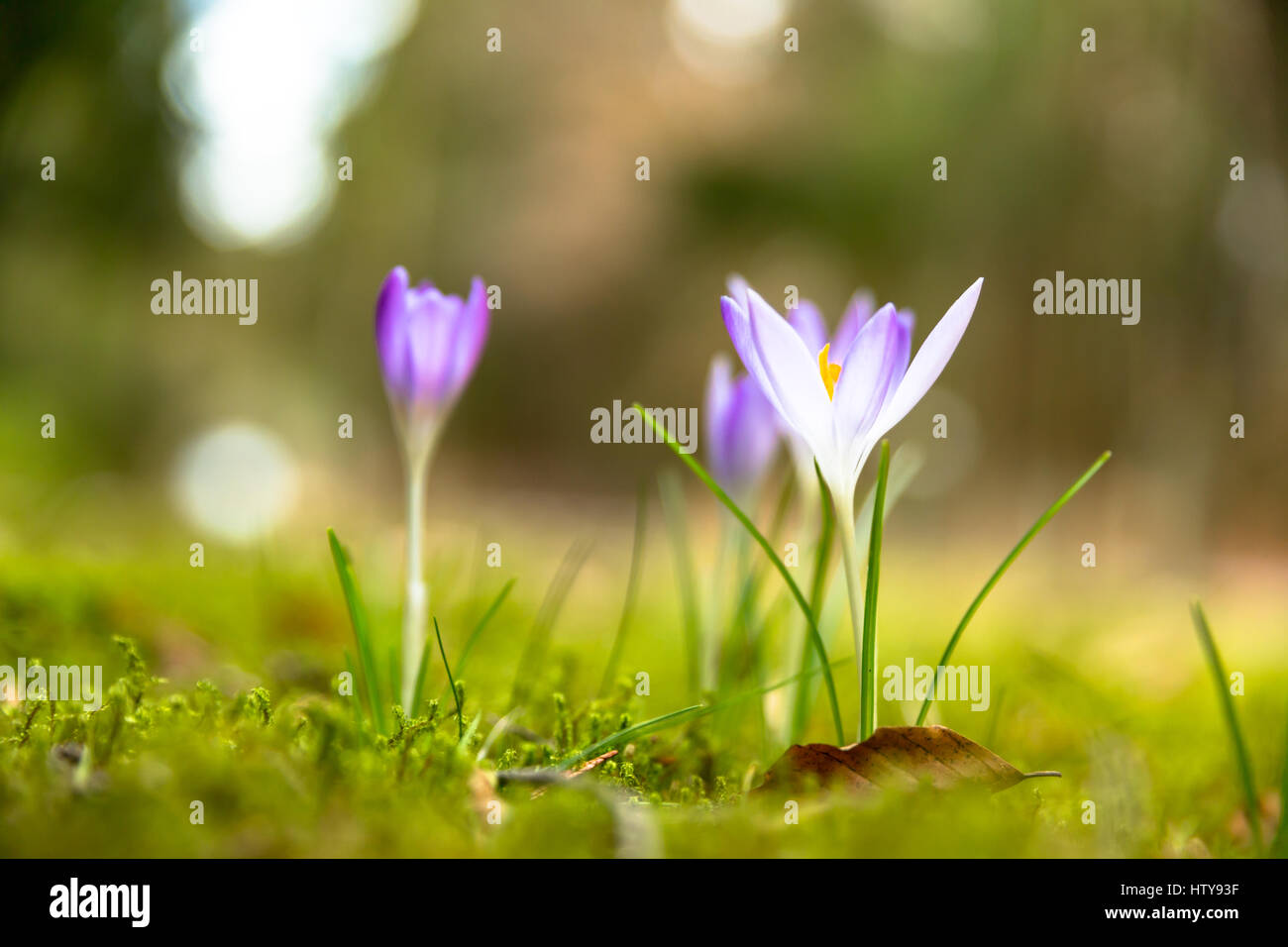 Daisy crocus hi-res stock photography and images - Alamy