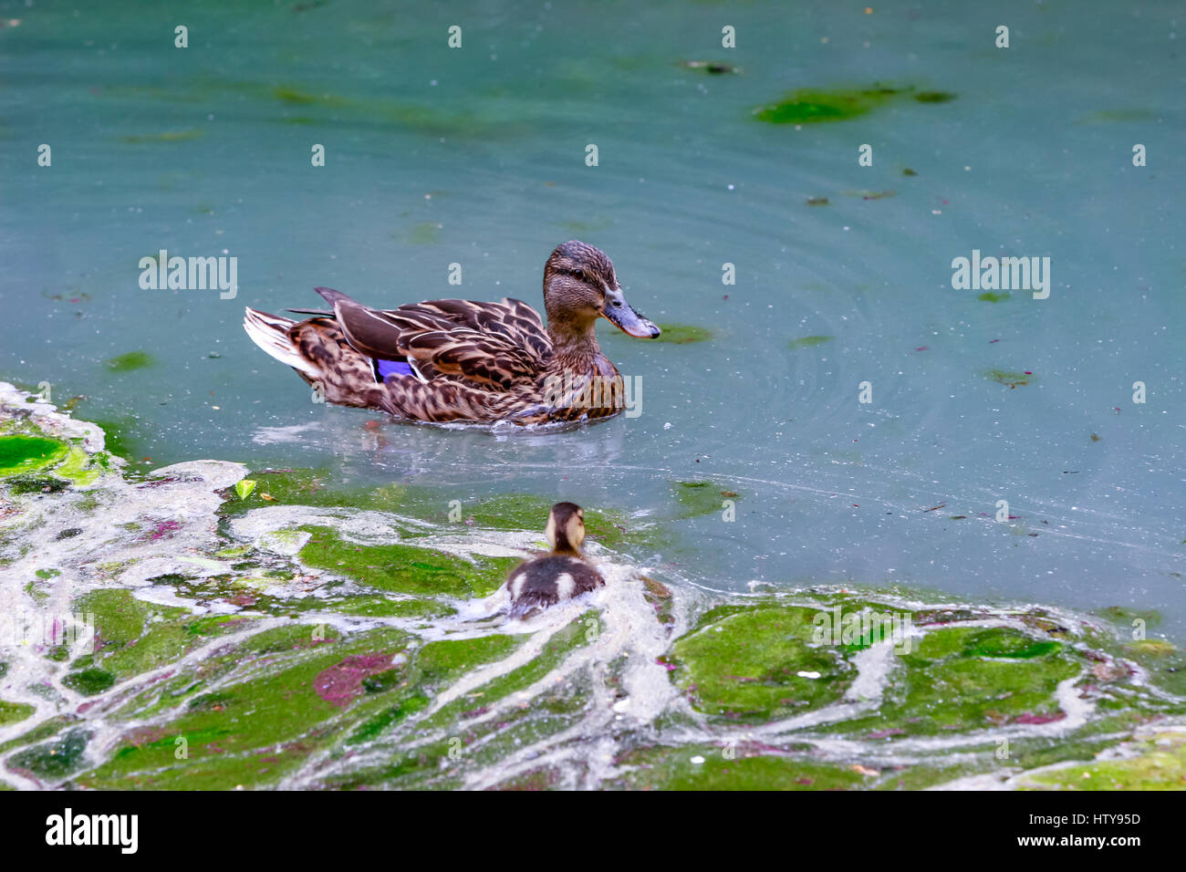 Plastic duck wate hi-res stock photography and images - Alamy