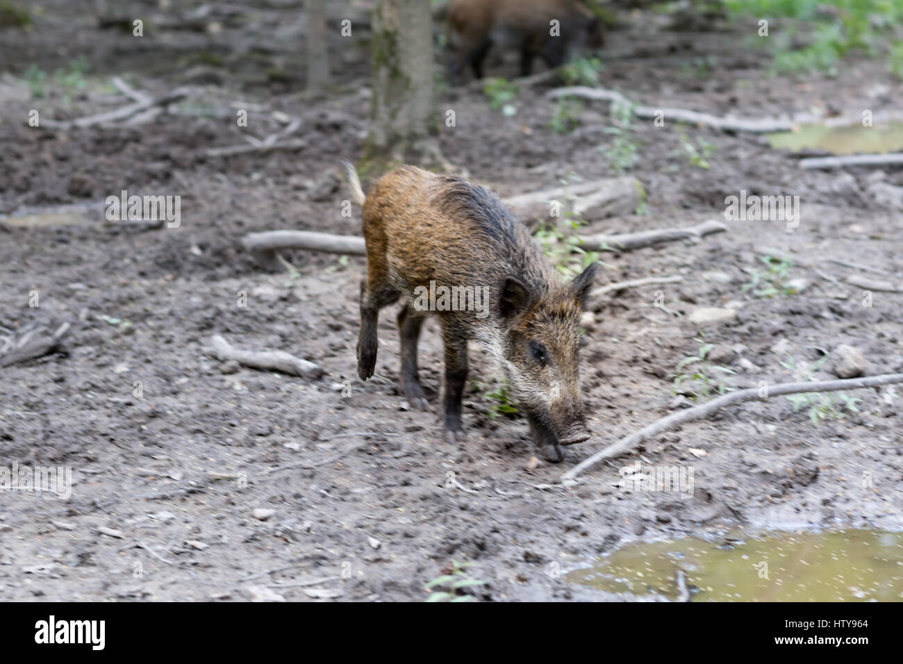 Boar hunt hi-res stock photography and images - Alamy